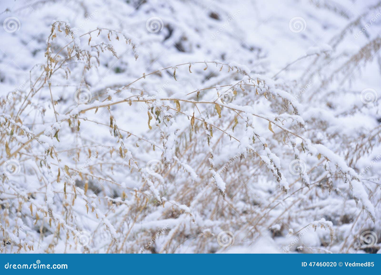 First day of winter stock photo. Image of flowers, natural - 47460020