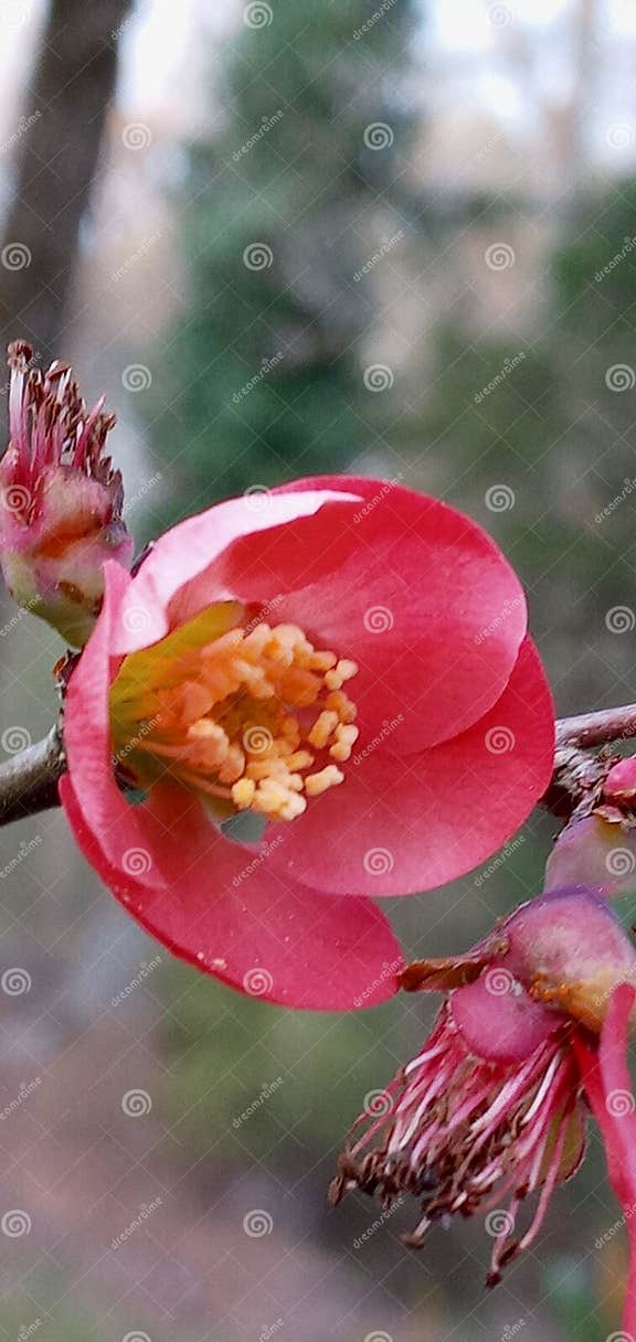 First Days of Spring stock photo. Image of days, nature - 213988016