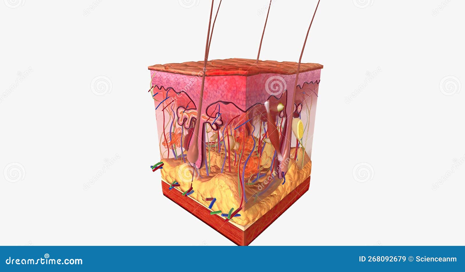 A First Degree Burn is the Most Common, and One of the Most Common ...