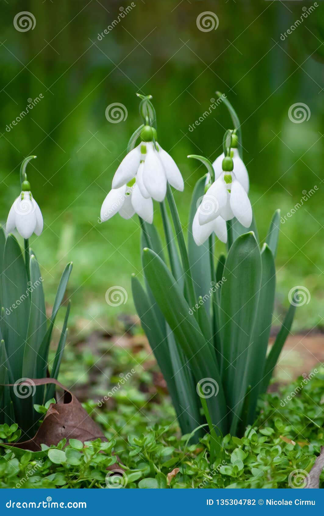 First Snowdrops in Springtime Stock Photo - Image of fresh, forest ...