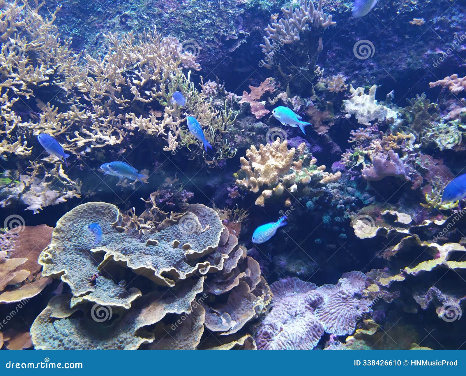 Deeply Blue Sea Fish and Corals Stock Photo - Image of deep, ocean ...