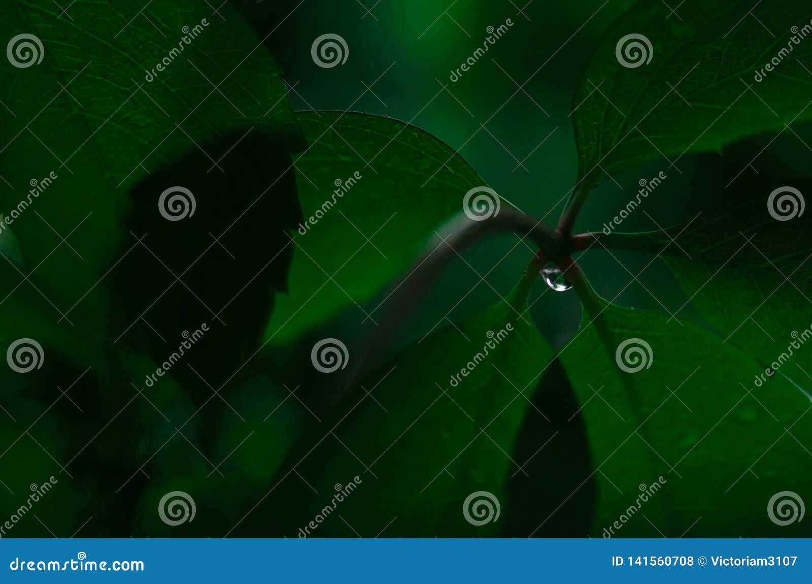 The first drop of rain stock photo. Image of summer - 141560708