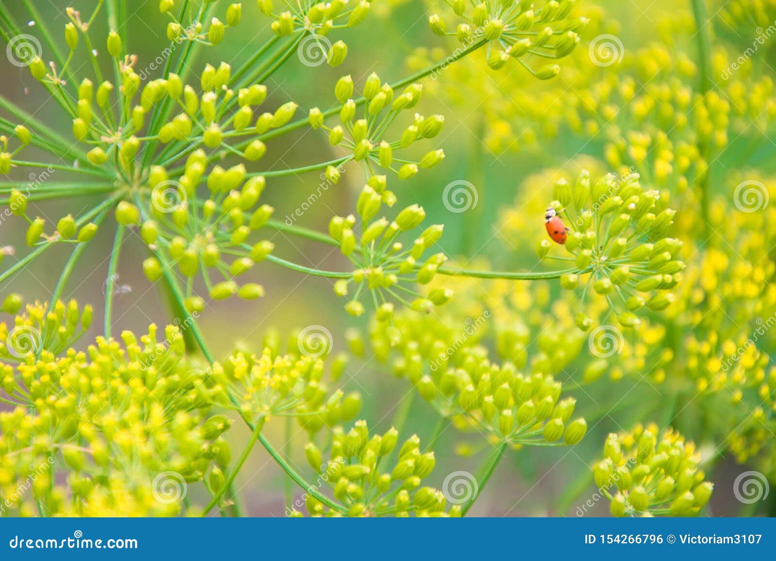 The first drop of rain stock photo. Image of bright - 154266796