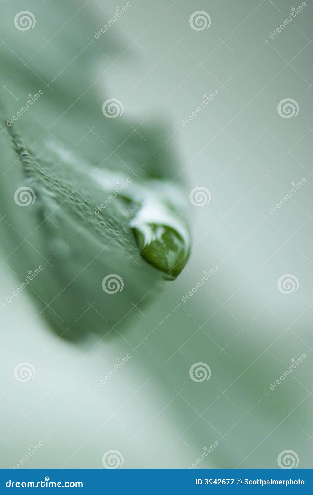 The first drops of rain stock image. Image of rain, raindrop - 3942677