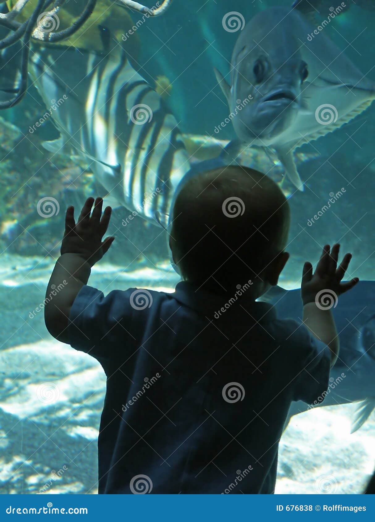 First Encounter stock photo. Image of fishes, creature - 676838