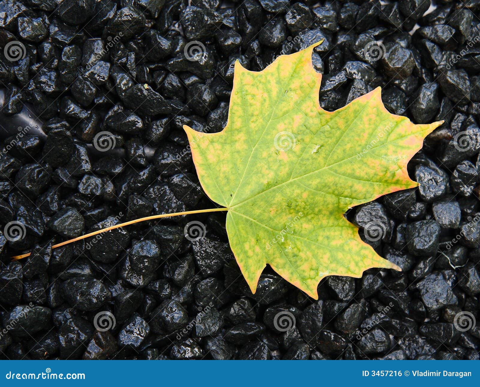 First fall colors stock photo. Image of colors, autumn - 3457216