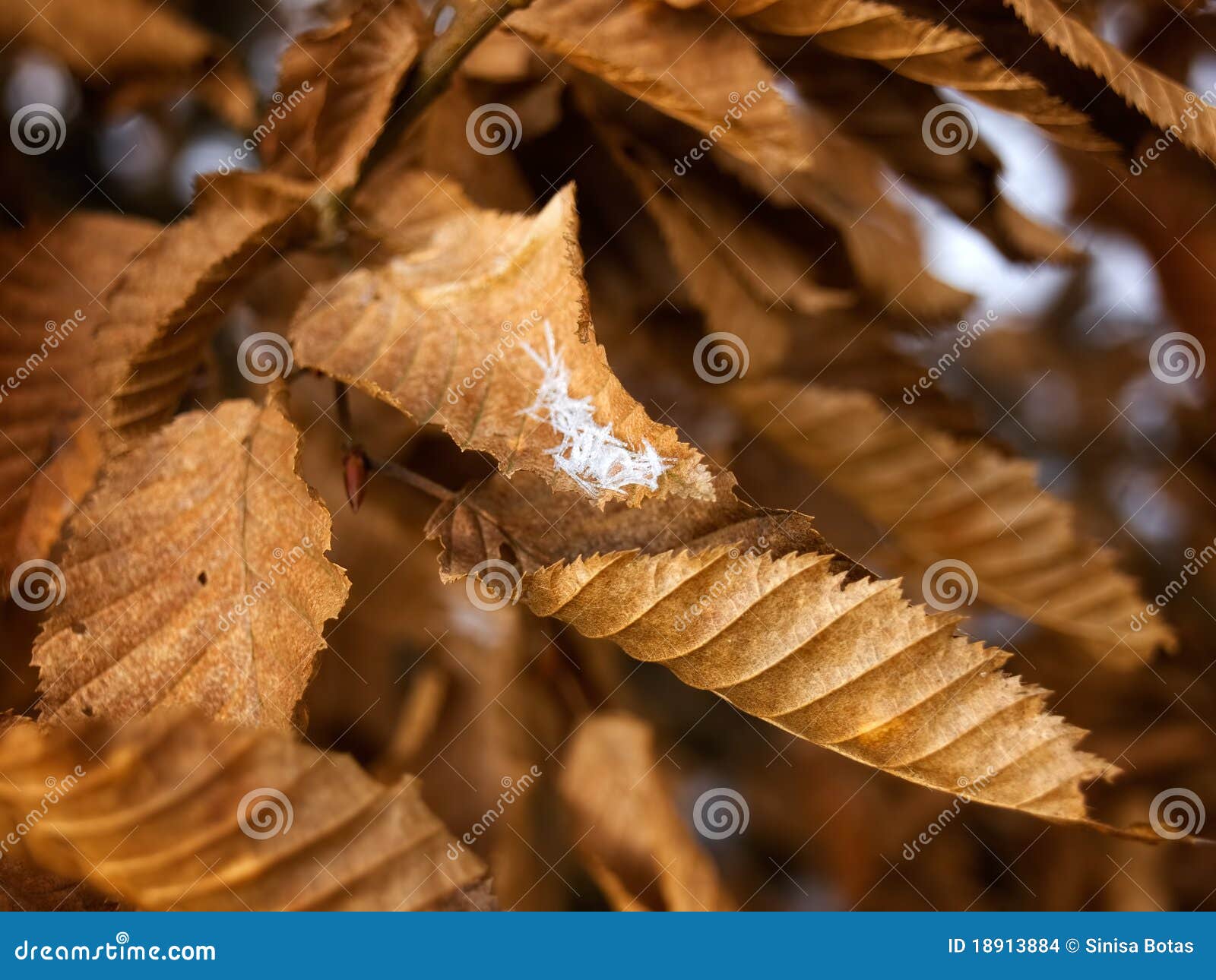 First fall frost stock photo. Image of autumnal, orange - 18913884