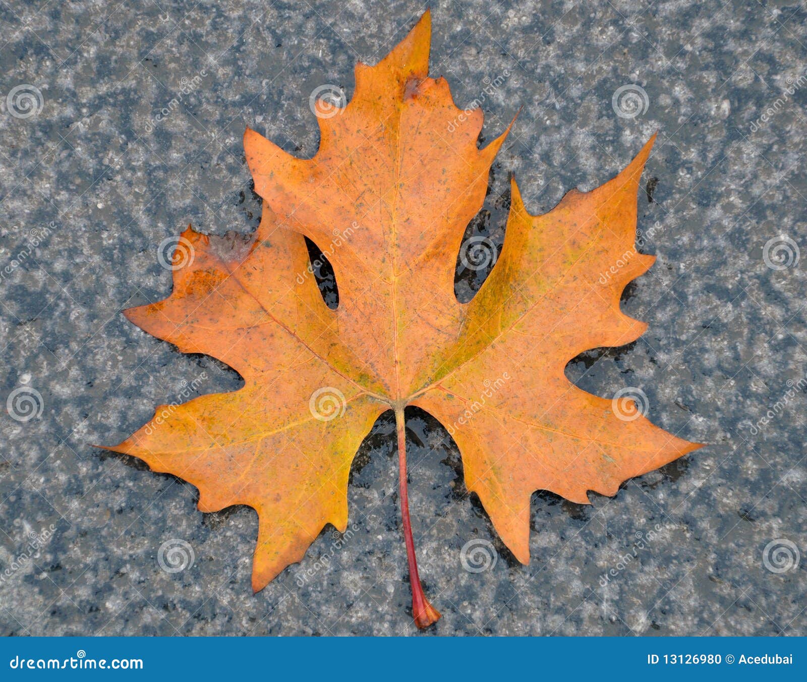 First fall leaf stock photo. Image of leaves, maple, acedubai - 13126980