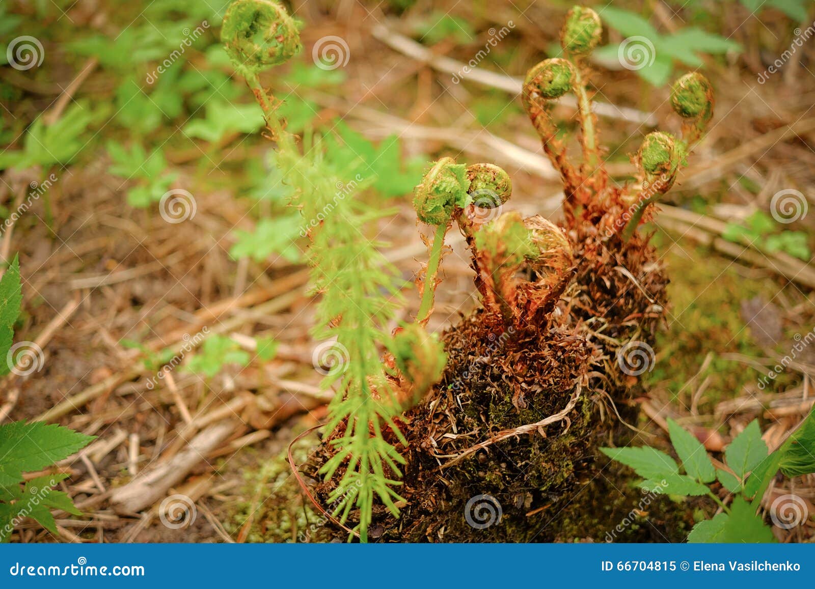 The First Fern Sprouts stock image. Image of summer, environment - 66704815