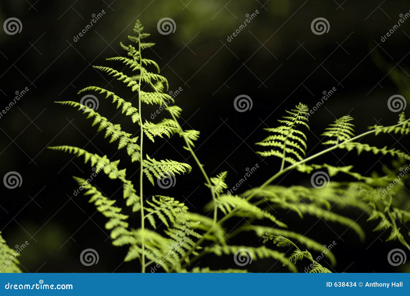 First ferns stock photo. Image of forest, uncurl, opening - 638434