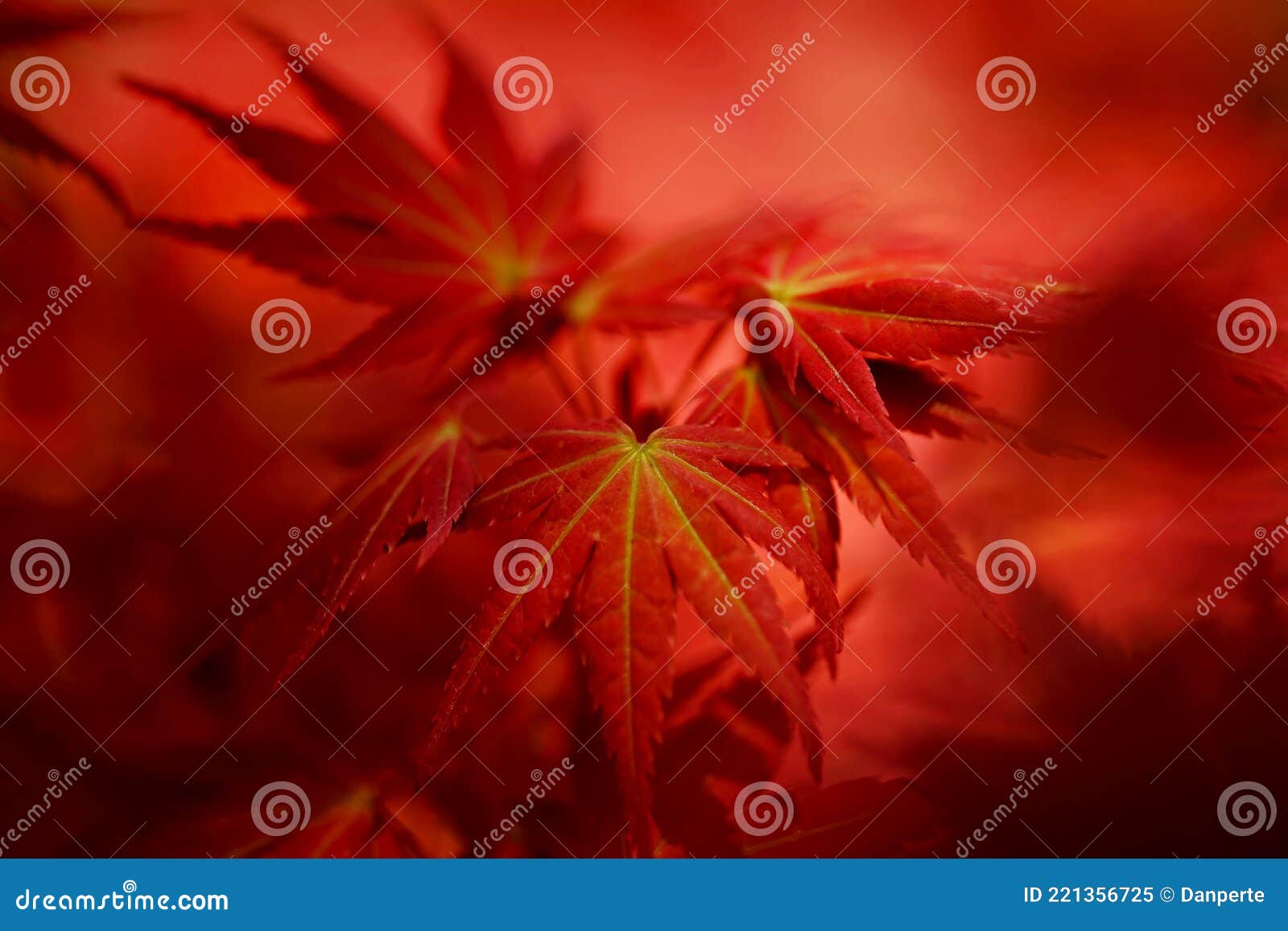 First Flame stock image. Image of fresh, leaves, acer - 221356725