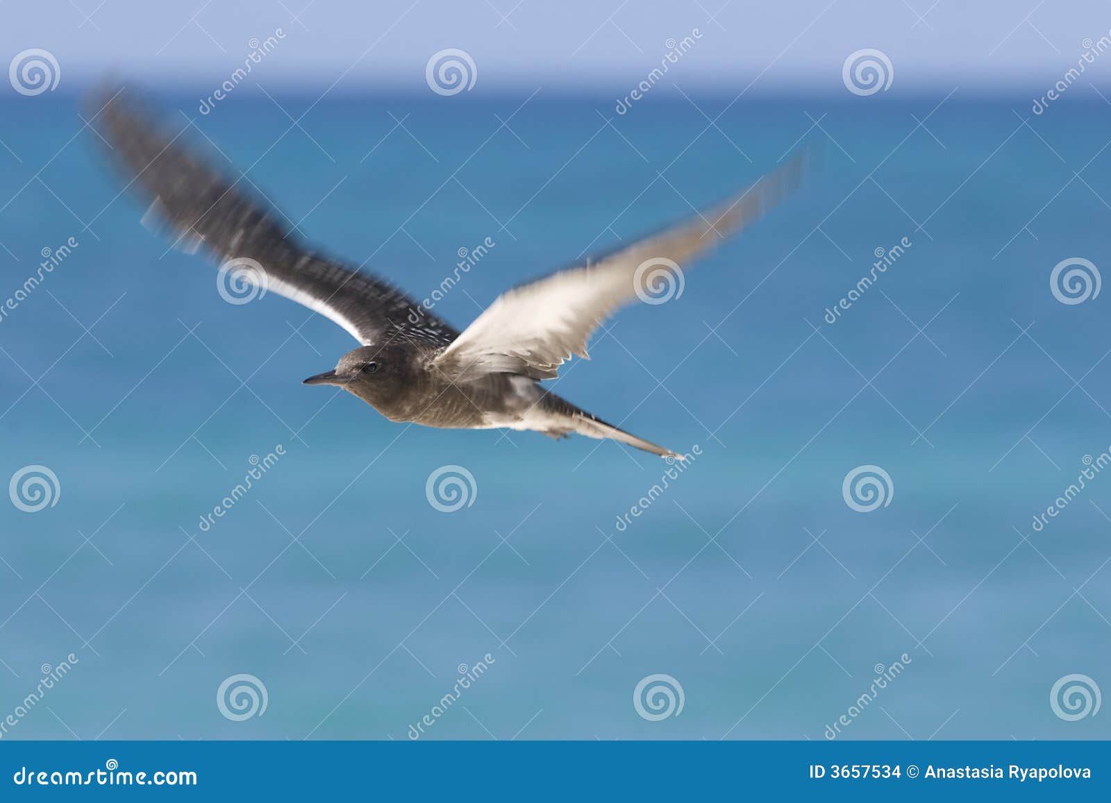 First flight stock photo. Image of ocean, water, spots - 3657534