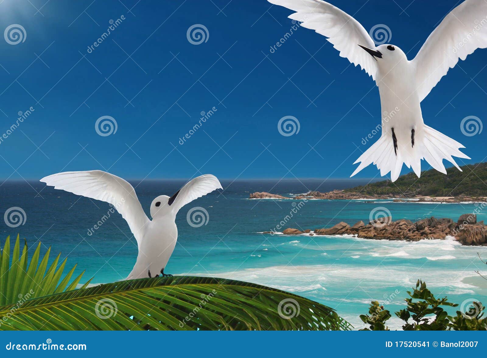 First Flight. Birds, Islands of Seychelles. Stock Image - Image of life ...