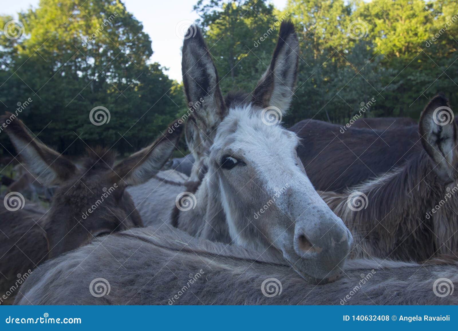 Close-up of Donkeys in the Pasture Stock Photo - Image of natural ...