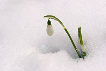 First flower stock image. Image of weather, snow, natural - 374975
