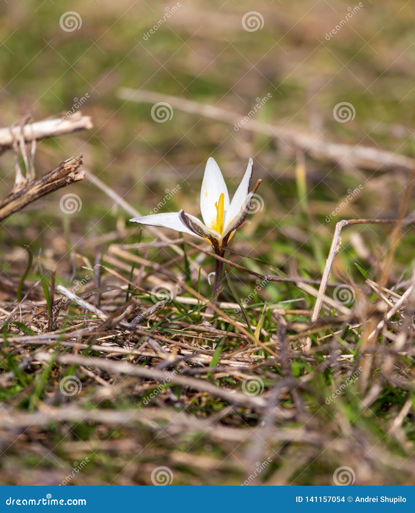 The First Flower in Nature in Spring Stock Photo - Image of leaf, early ...