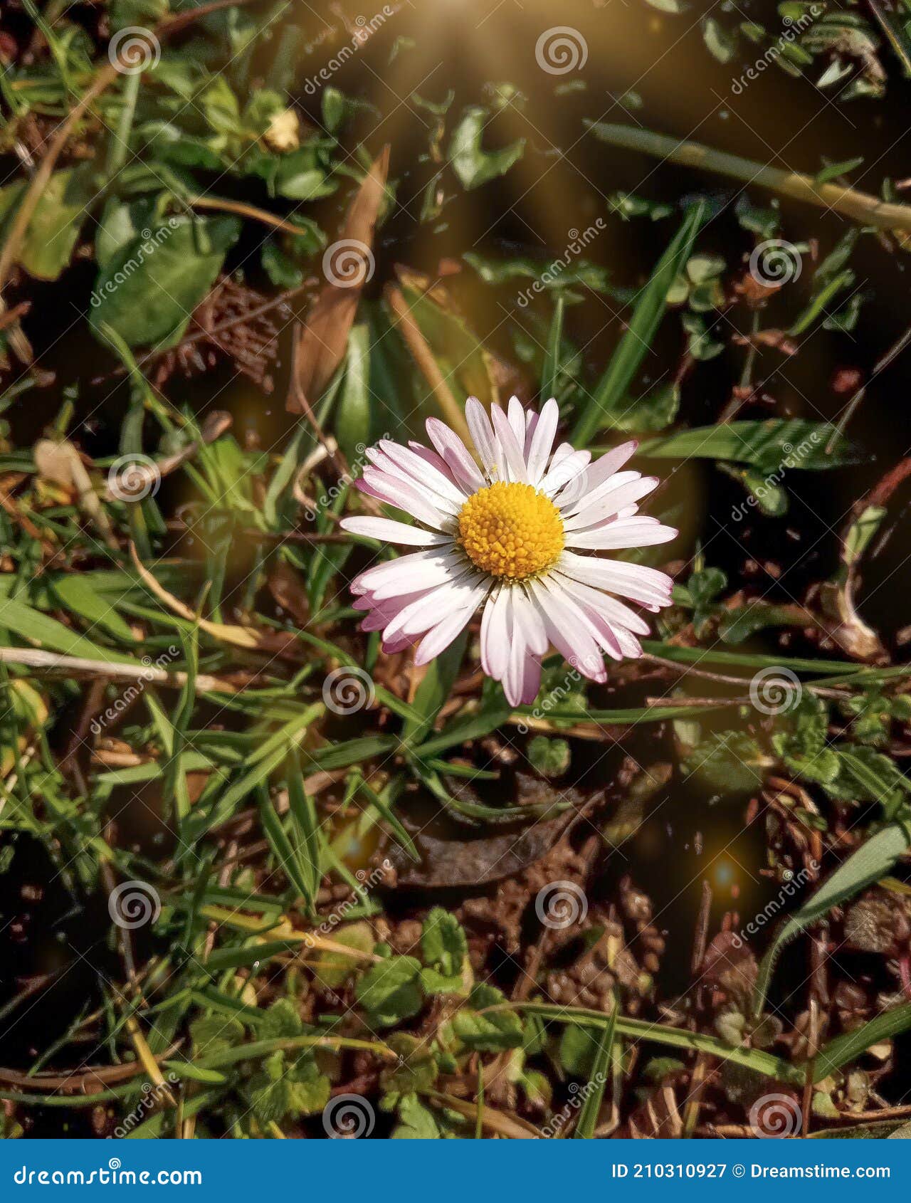First flower in new year stock image. Image of sunlight - 210310927