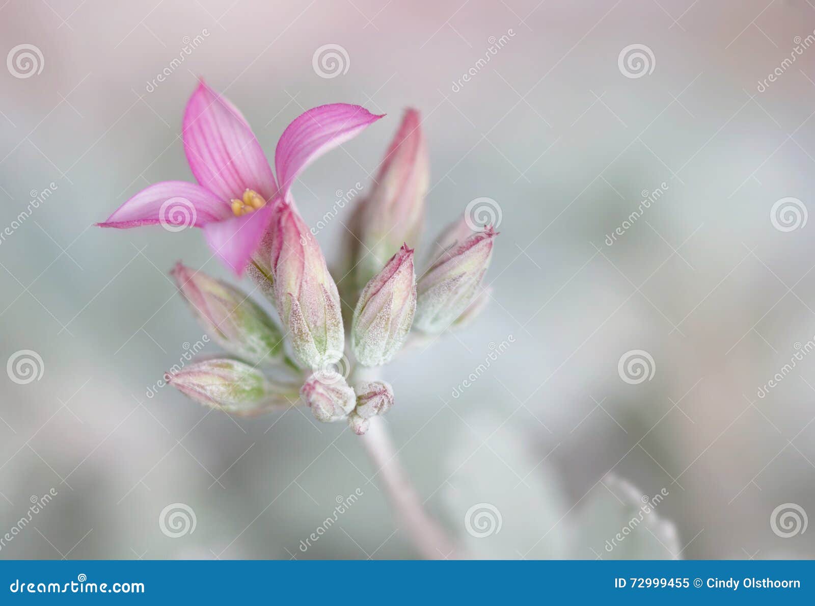 First Flower stock image. Image of green, plant, details - 72999455