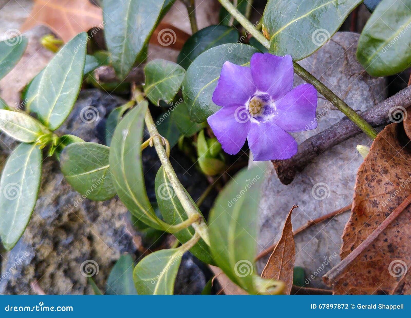 First Flower of Spring Breaking through... Stock Photo - Image of ...