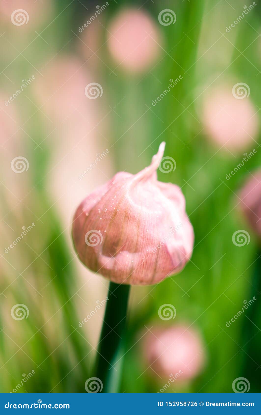 Spring comes stock photo. Image of nature, chive, spring - 152958726
