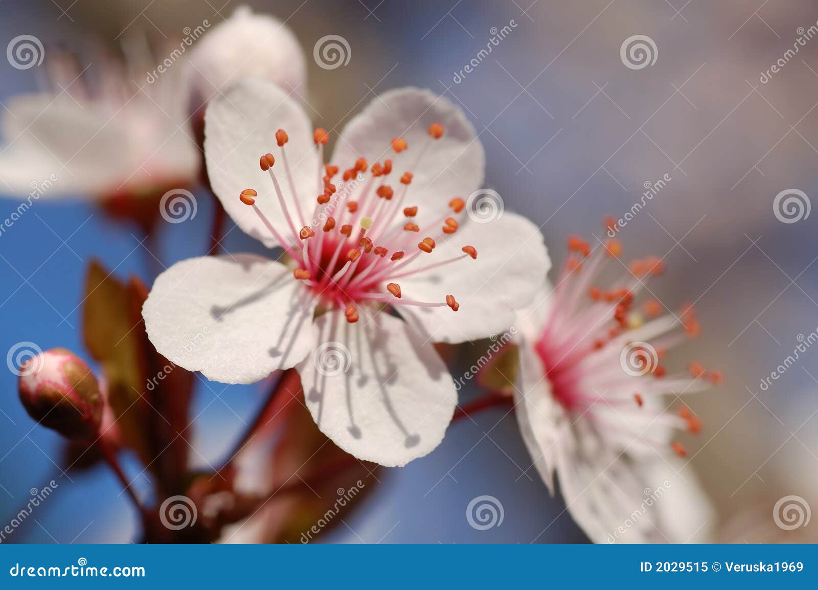 First flowers stock image. Image of background, farm, flowering - 2029515