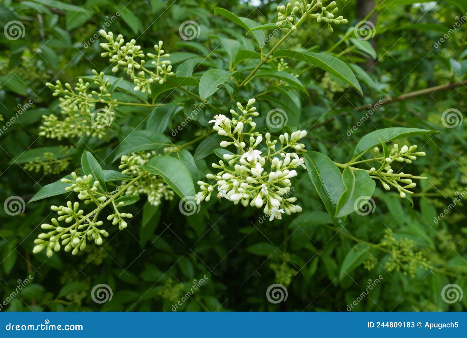 First Flowers and Buds of Wild Privet Stock Image - Image of bright ...