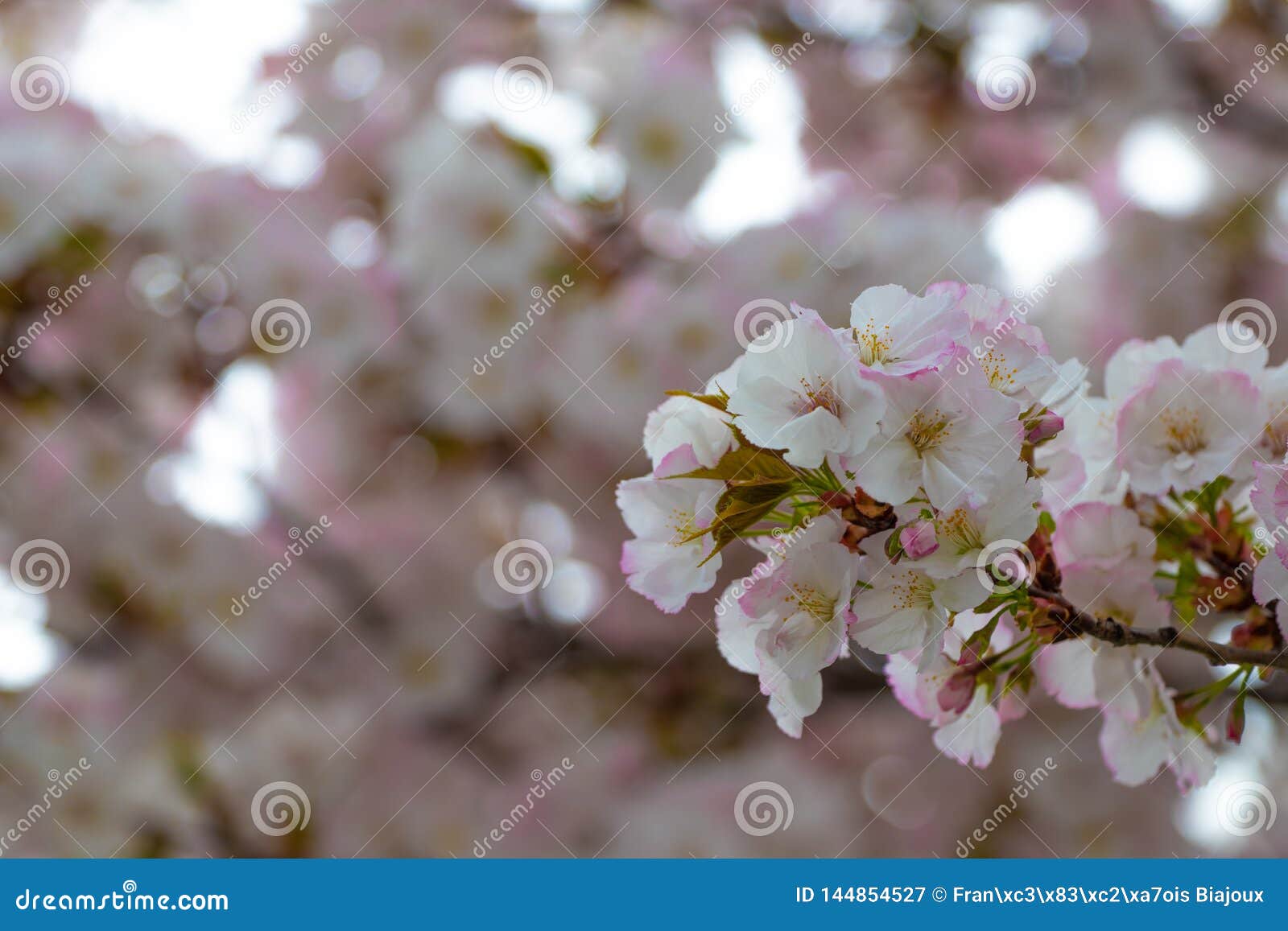 Spring is coming stock image. Image of time, flowers - 144854527