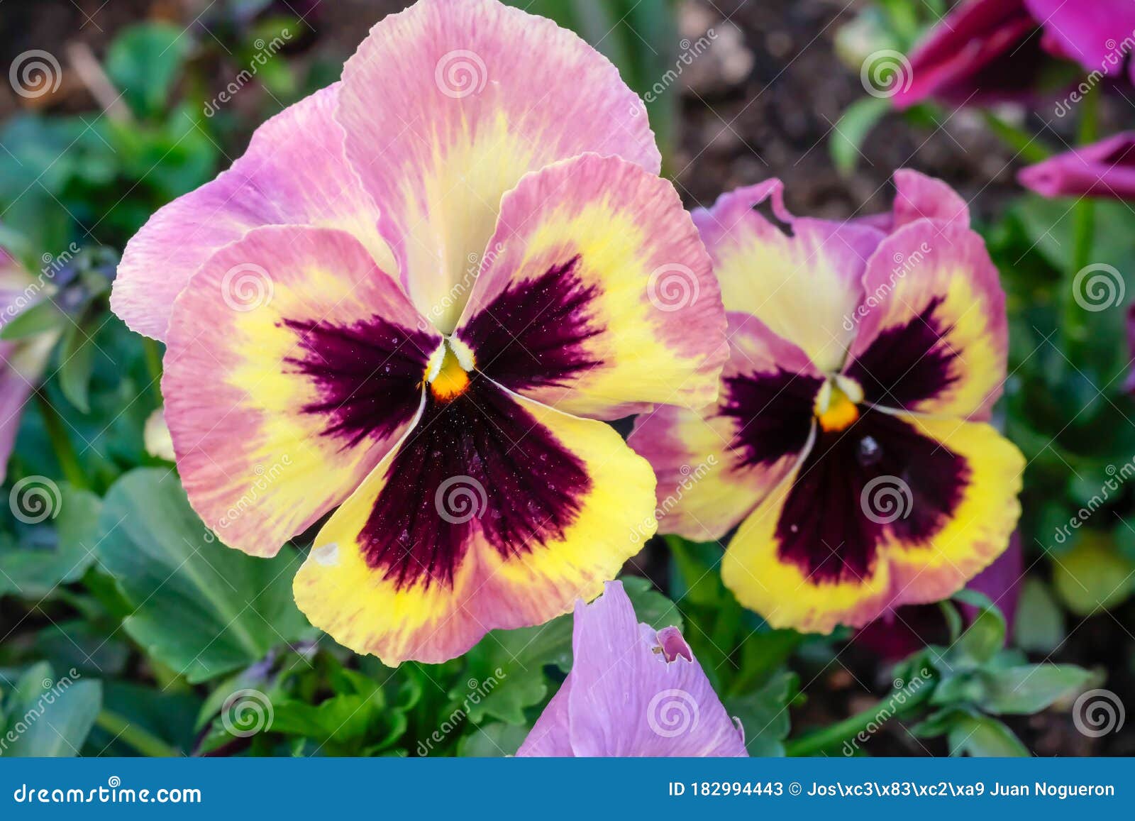 First Flowers Pansies of Spring in the Garden Stock Image - Image of ...