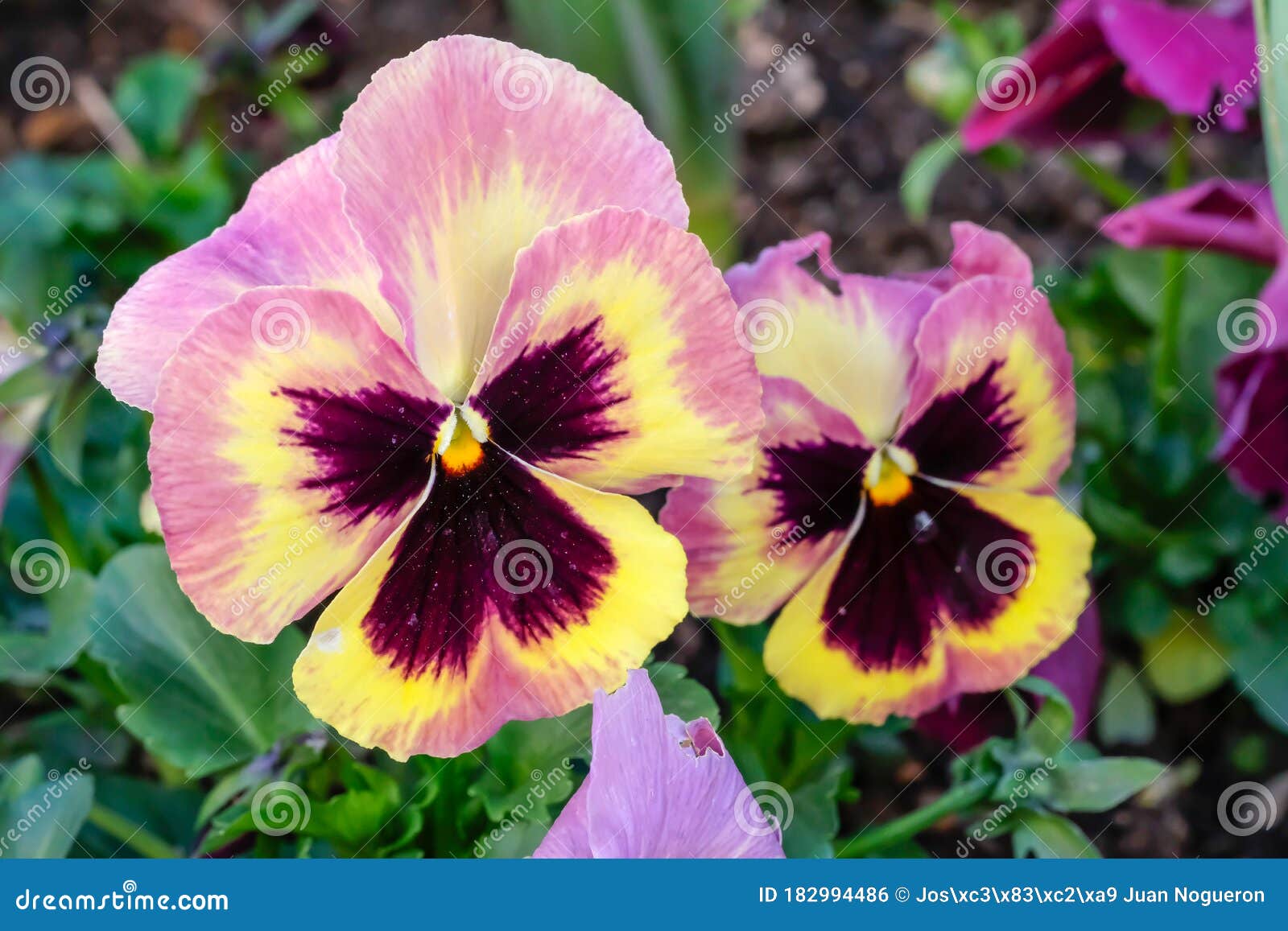 First Flowers Pansies of Spring in the Garden Stock Photo - Image of ...