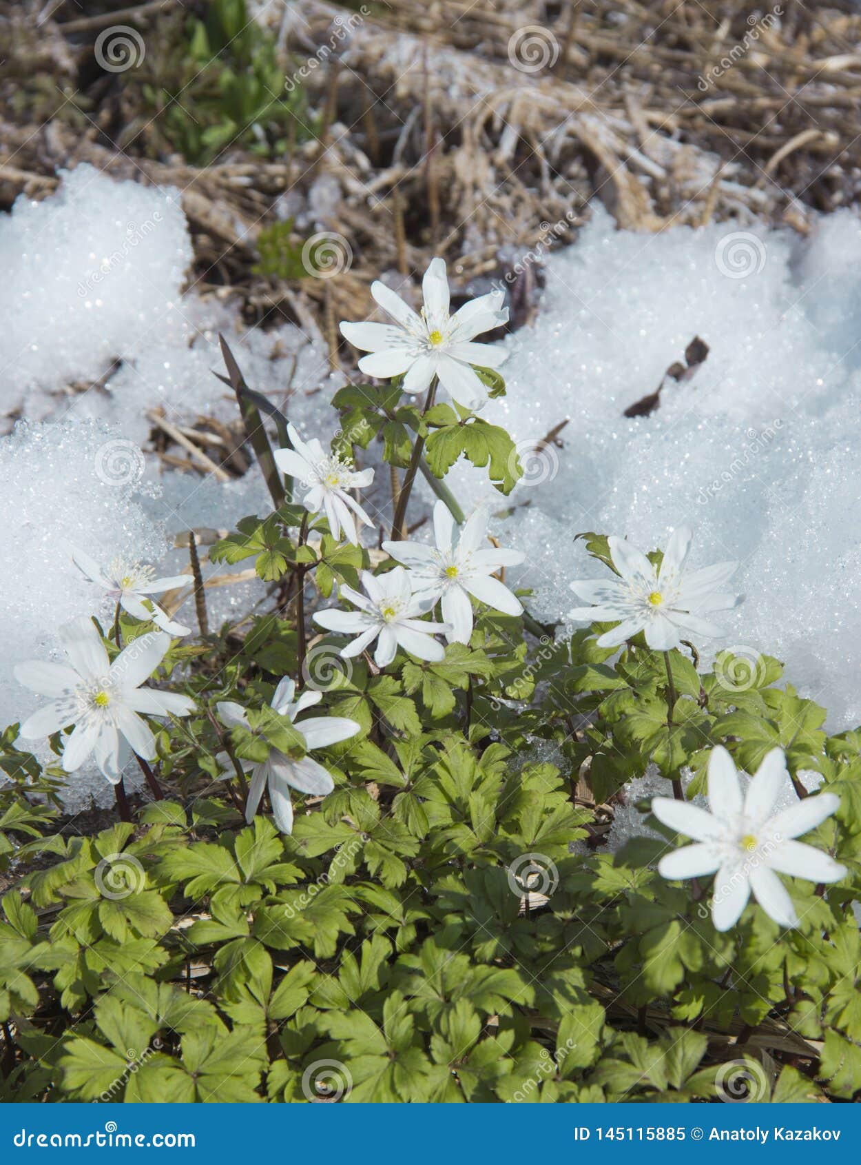The First Flowers in the Snow Stock Image - Image of green, hardy ...