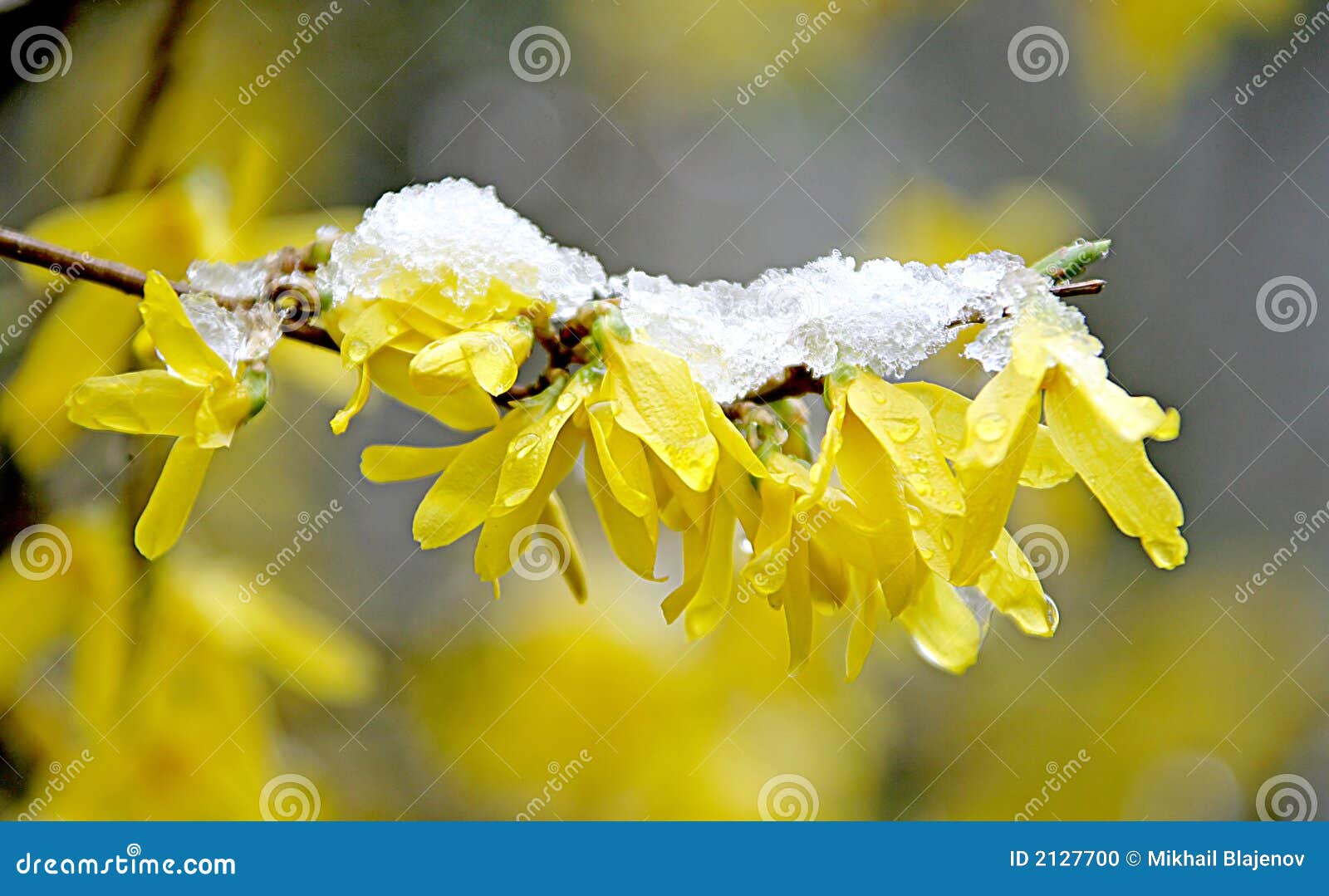 First Flowers and Snow 3 stock photo. Image of nice, tree - 2127700