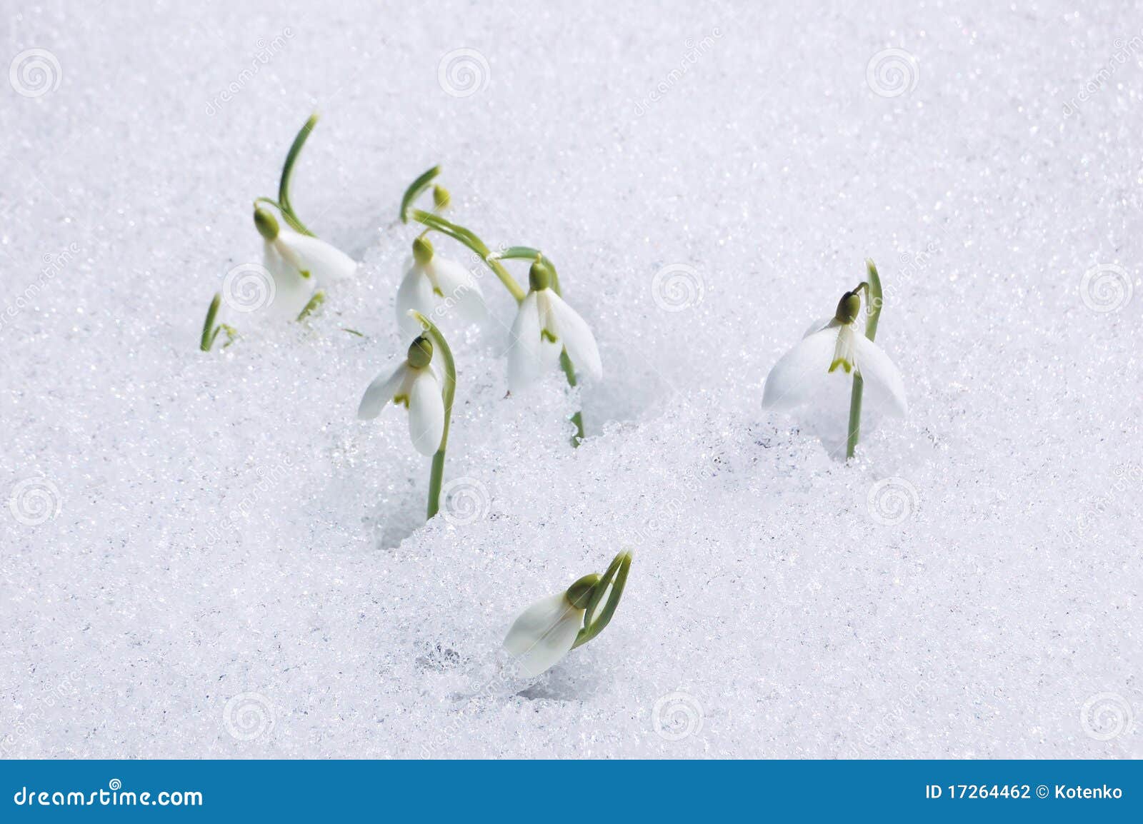 The First Flowers Snowdrops Stock Photo - Image of early, nature: 17264462