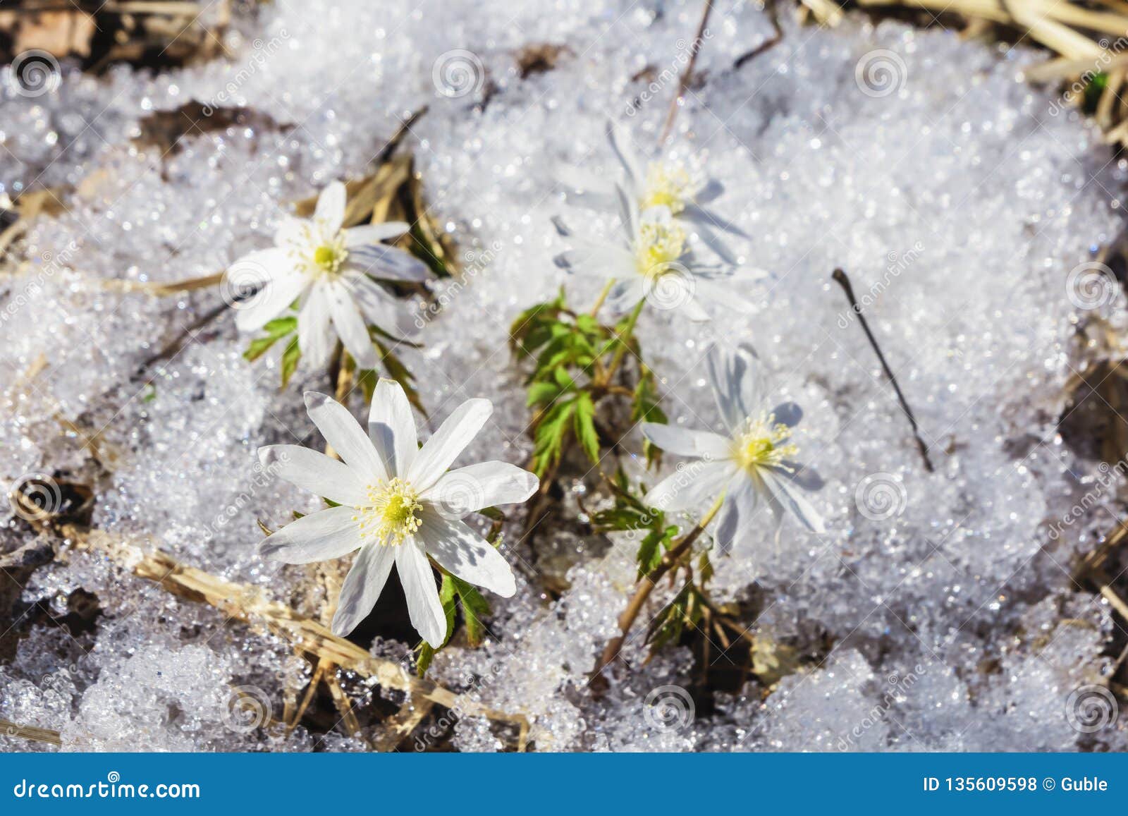 The First Flowers are Snowdrops. Spring Flowers through Melting Snow ...
