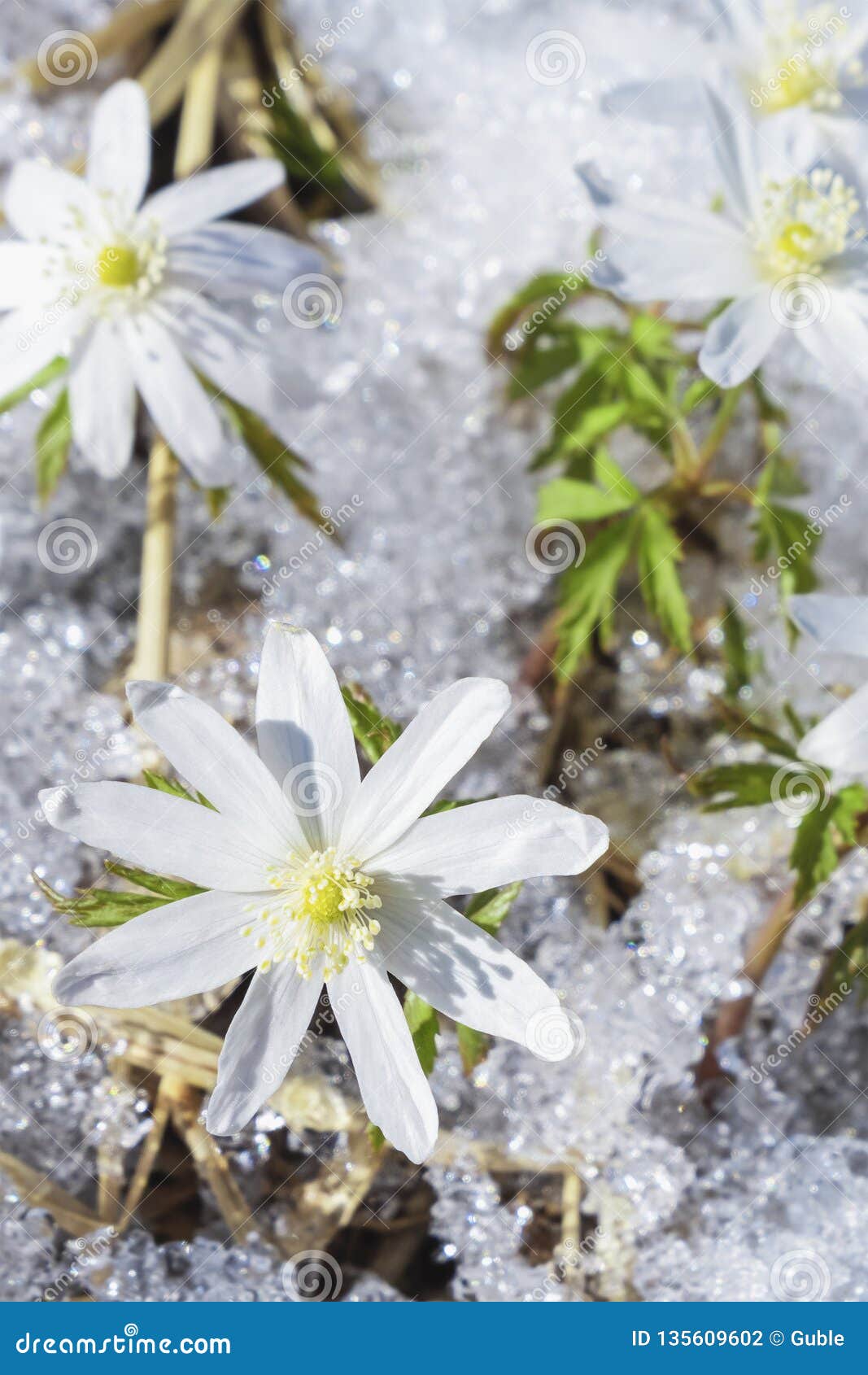 The First Flowers are Snowdrops. Spring Flowers through Melting Snow ...