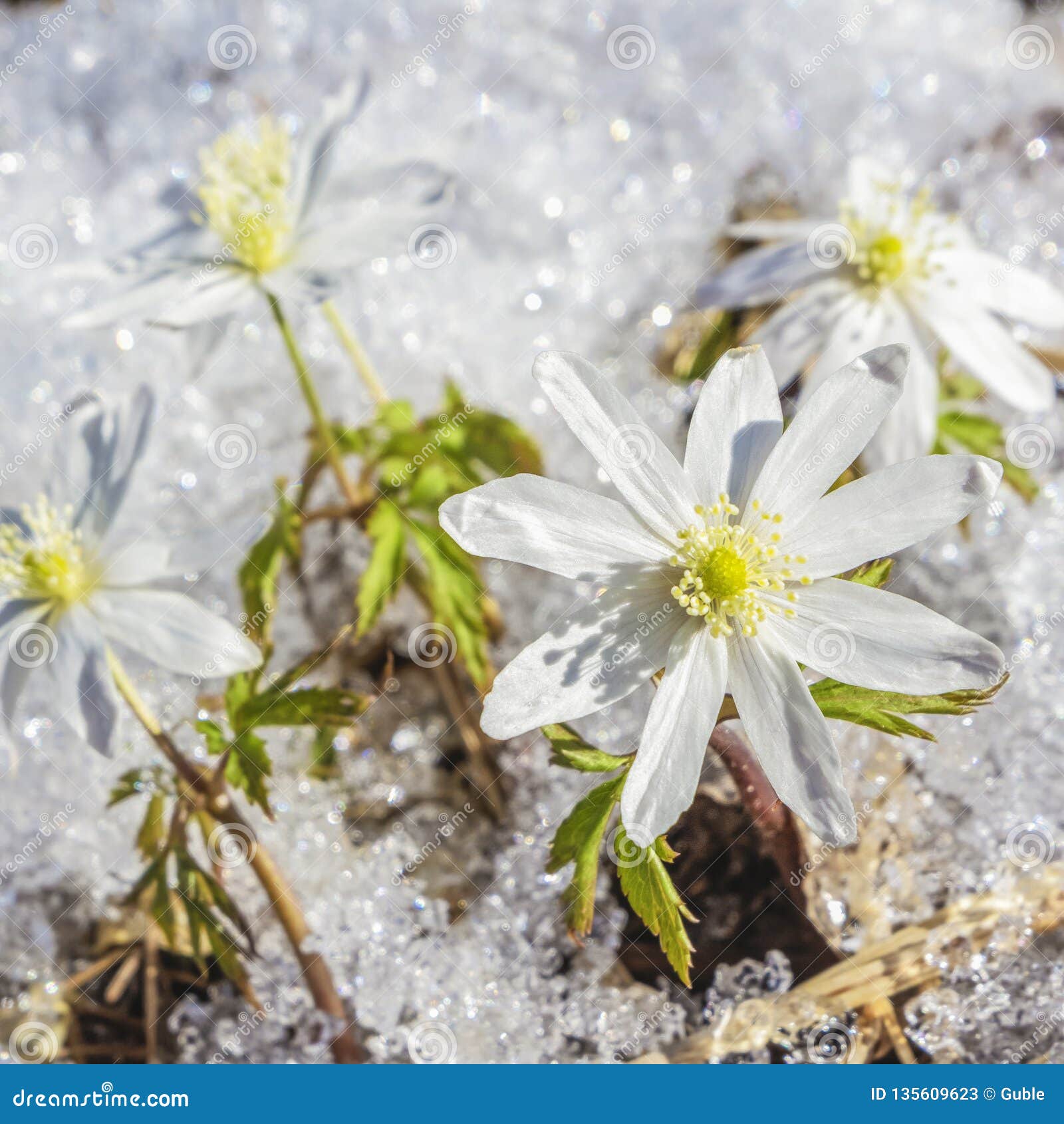 The First Flowers are Snowdrops. Spring Flowers through Melting Snow ...