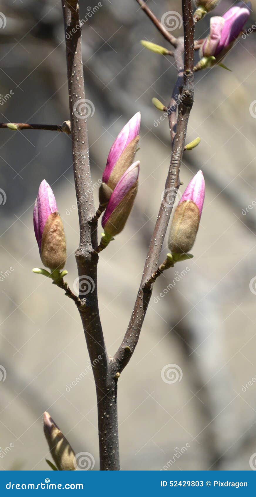 First pink buds of spring stock image. Image of flower - 52429803