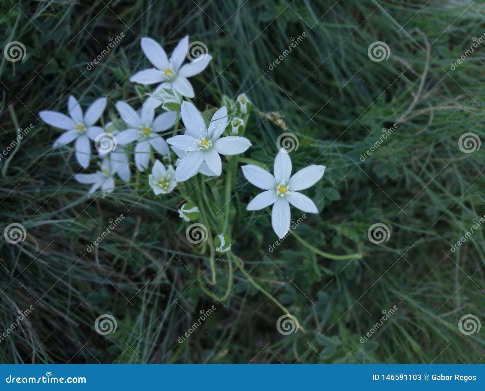 First Flowers of Spring in the Garden Stock Image - Image of garden ...