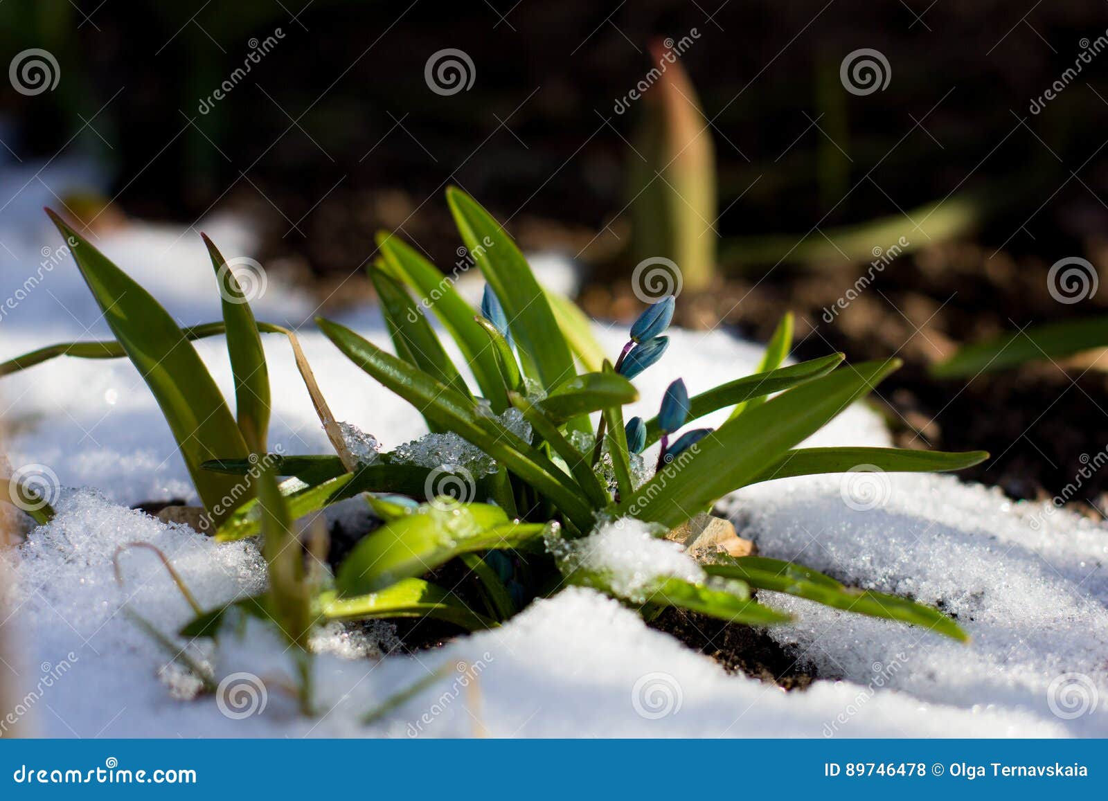First Flowers of Spring Growing through Snow Under the Sunlight Stock ...