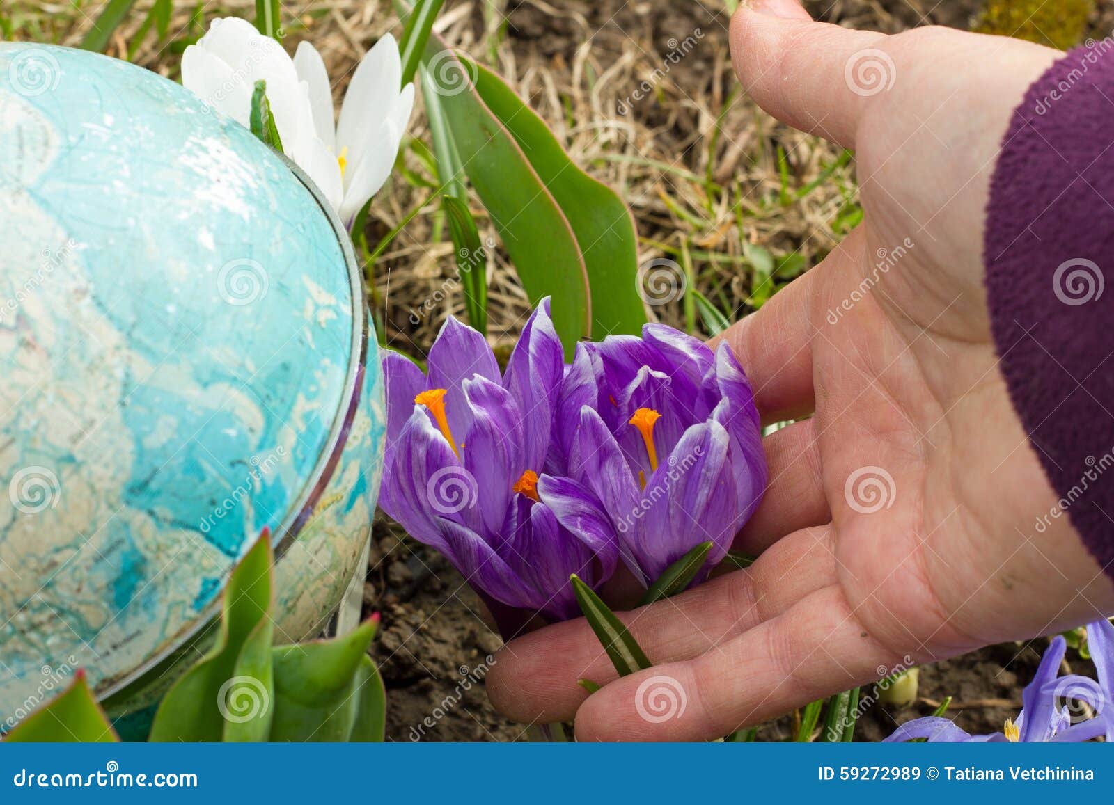 The First Flowers in Spring Stock Image - Image of earth, planet: 59272989