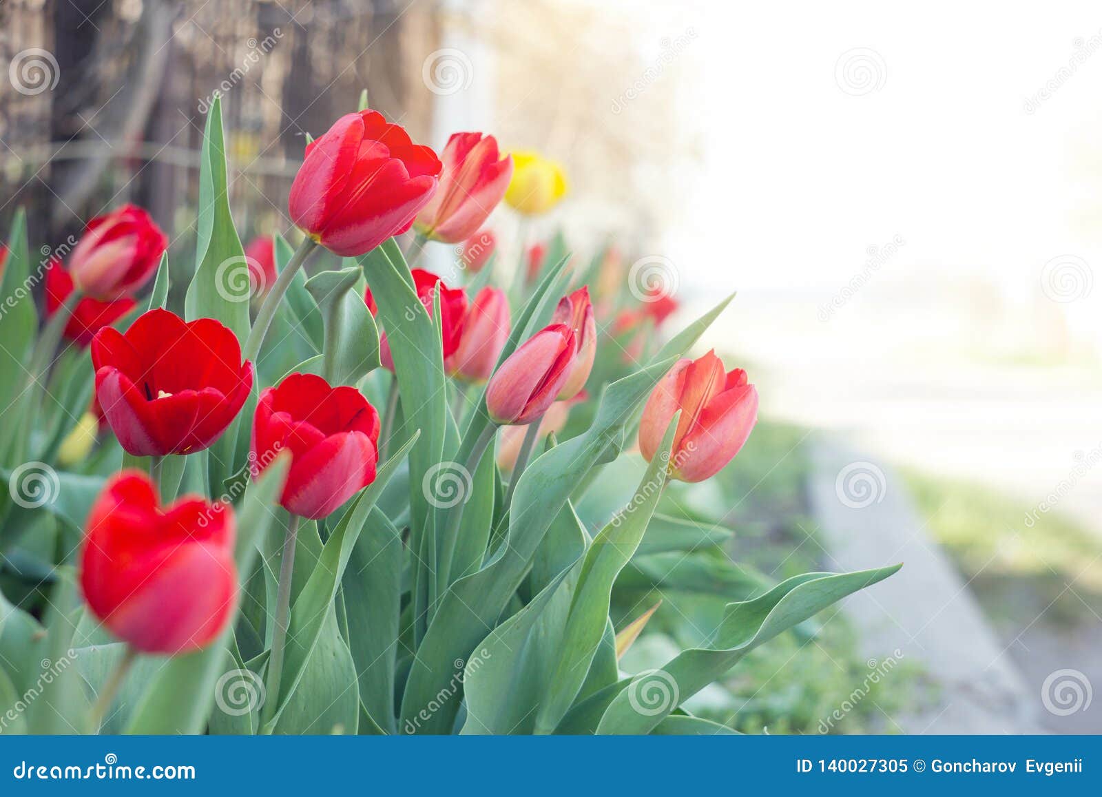 First Flowers of Spring, Red Stock Image - Image of nature, background ...