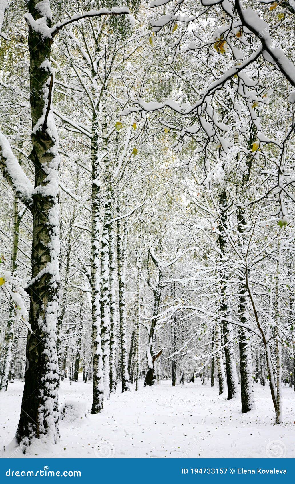 The First Fluffy Snow that Fell in Late Autumn Stock Image - Image of ...