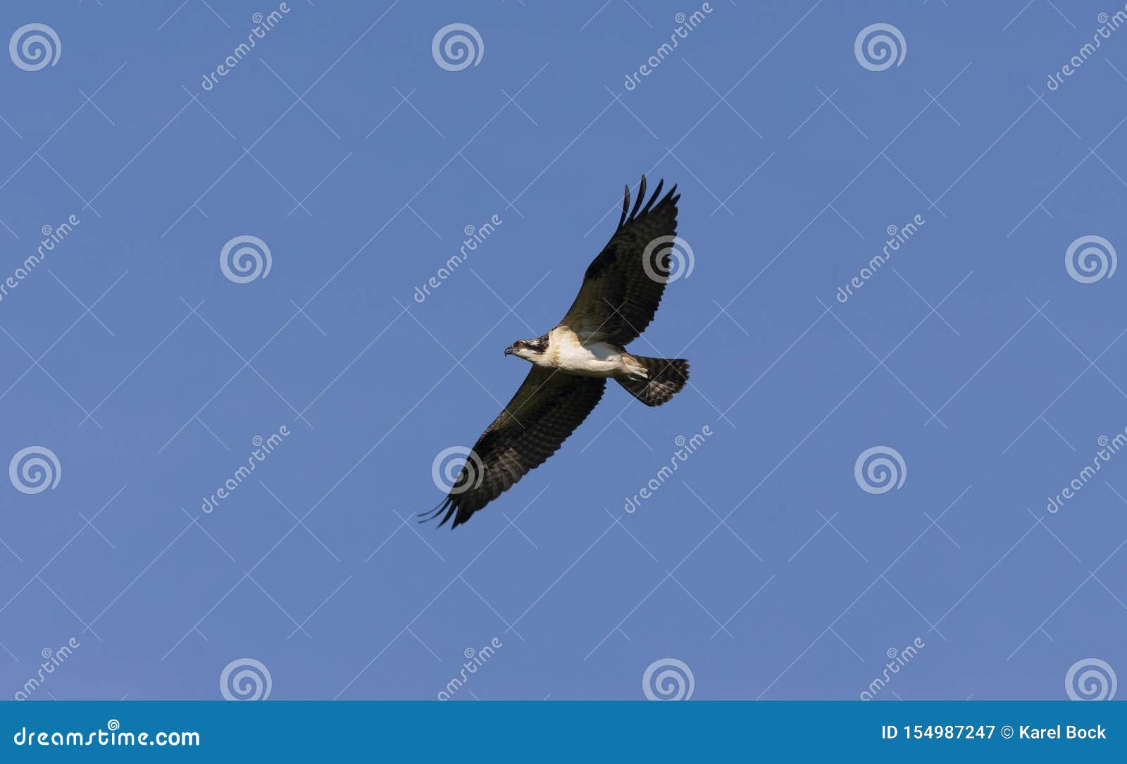 First Fly. the Young Osprey for the First Time Left the Nest and Flew ...