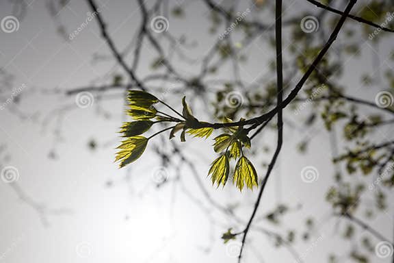 The First Foliage on the Maple Tree in Spring Stock Photo - Image of ...
