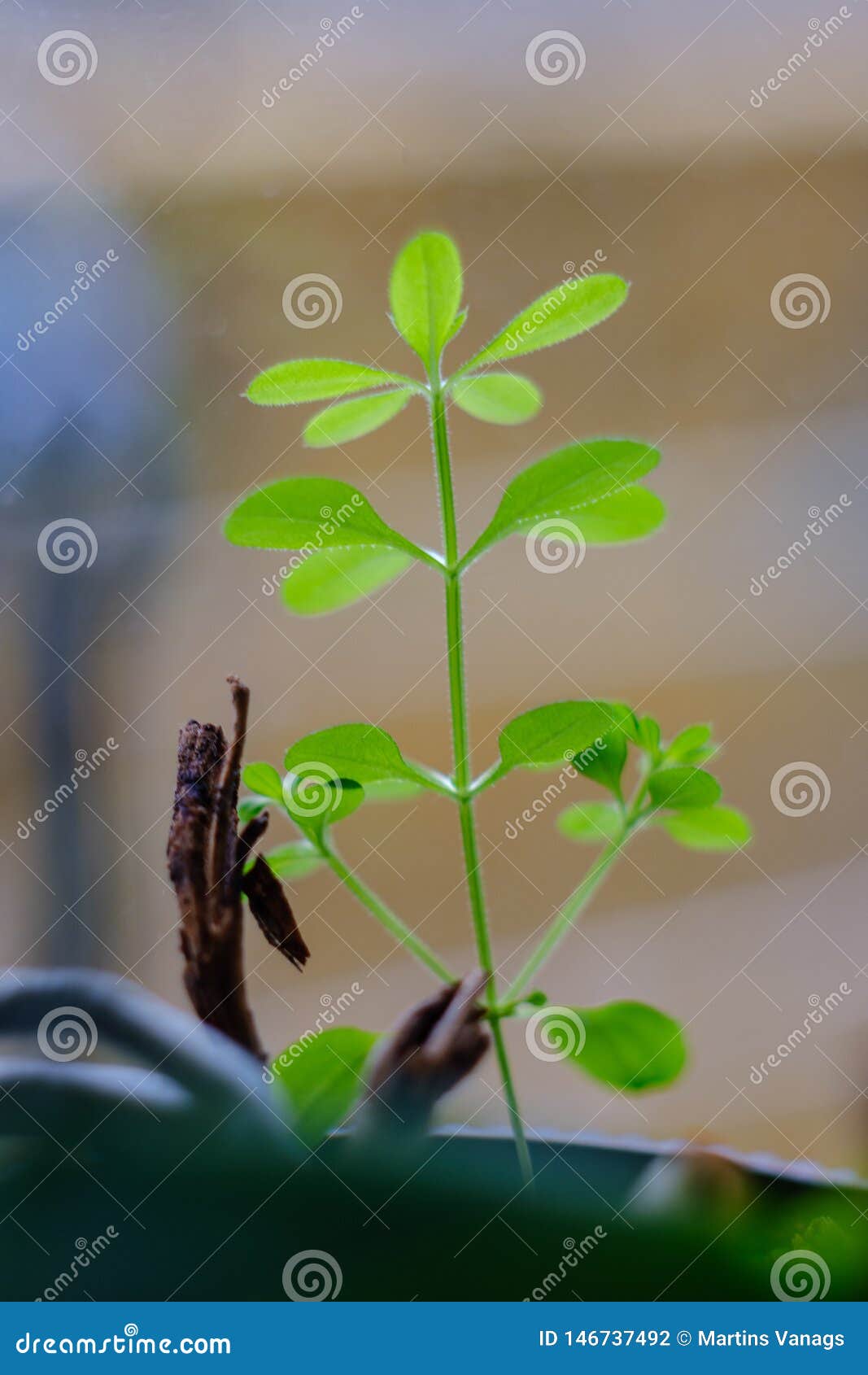 First Fresh Green Grass Sprouts in Spring Stock Photo - Image of making ...