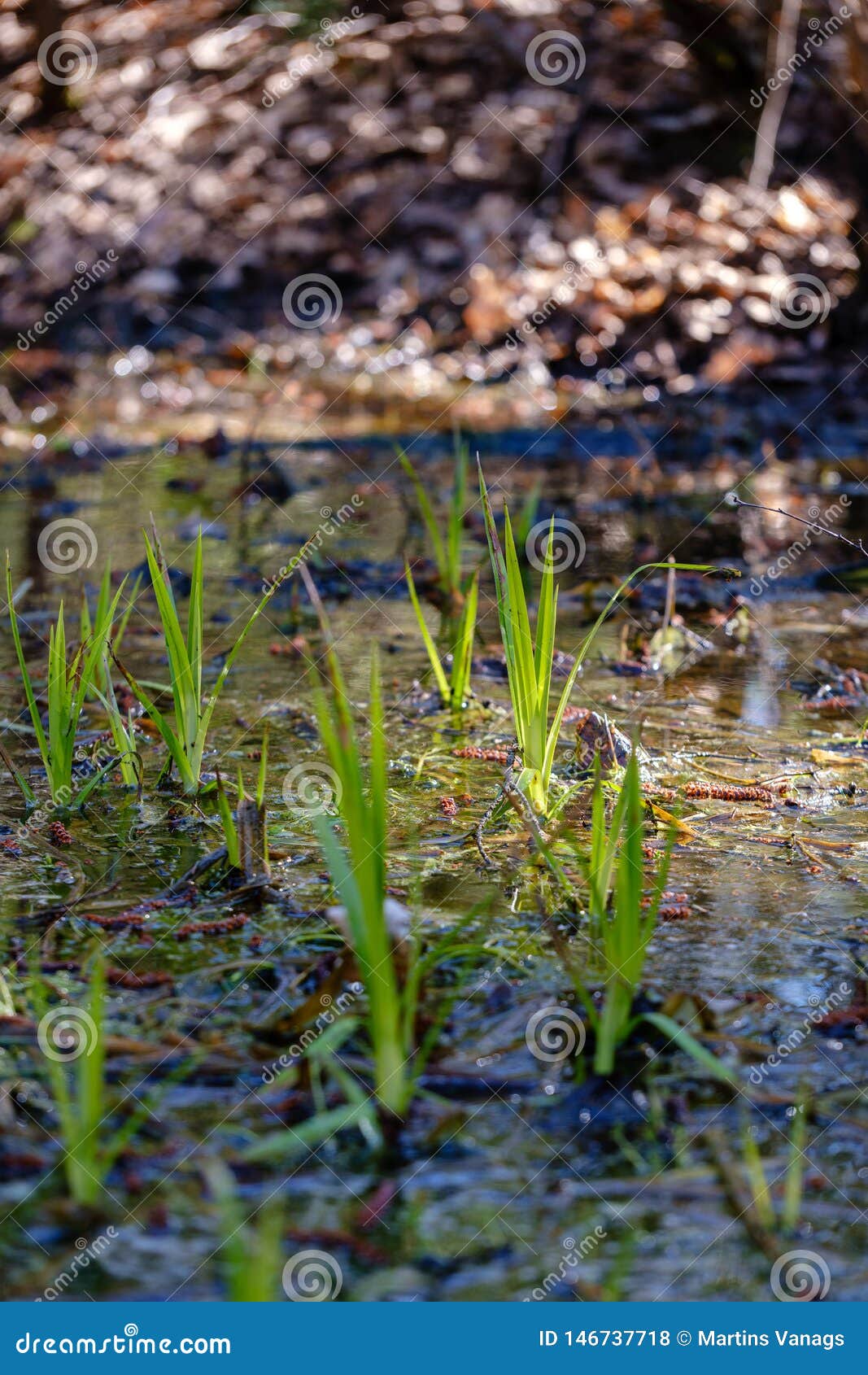 First Fresh Green Grass Sprouts in Spring Stock Photo - Image of making ...