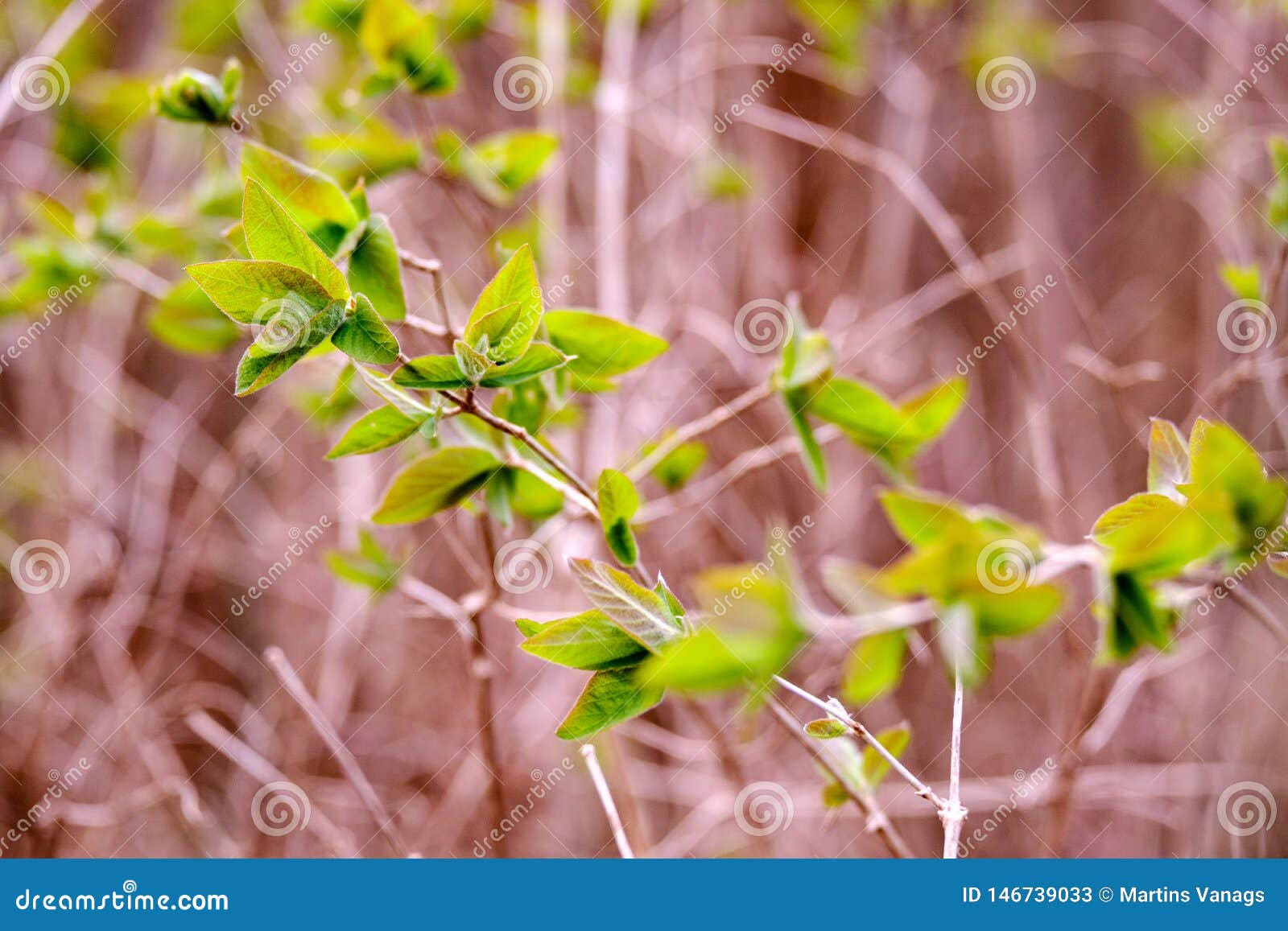 First Fresh Green Leaves on Trees in Spring Stock Image - Image of ...
