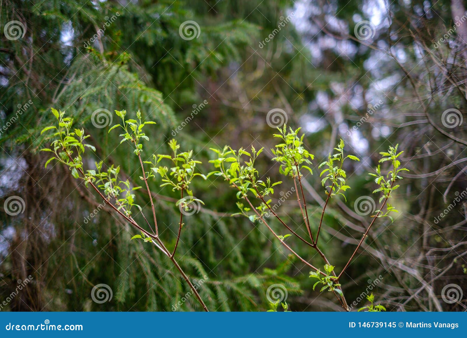 First Fresh Green Leaves on Trees in Spring Stock Image - Image of ...