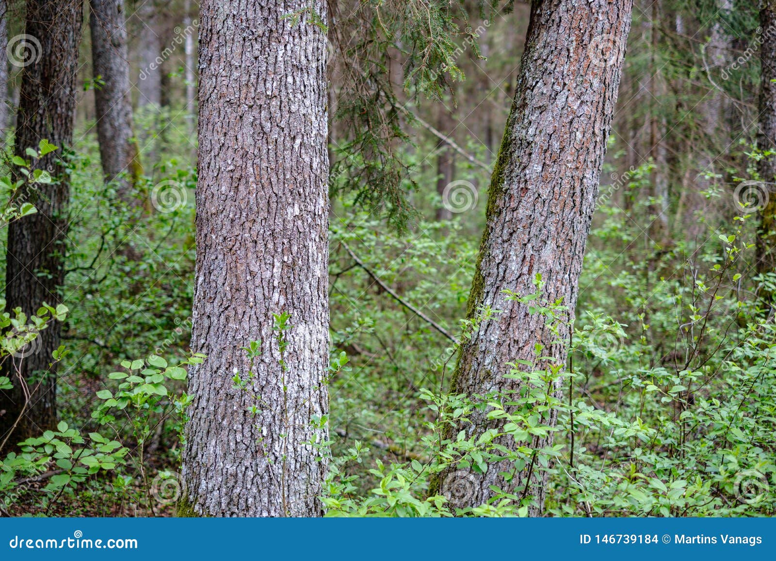 First Fresh Green Leaves on Trees in Spring Stock Photo - Image of ...