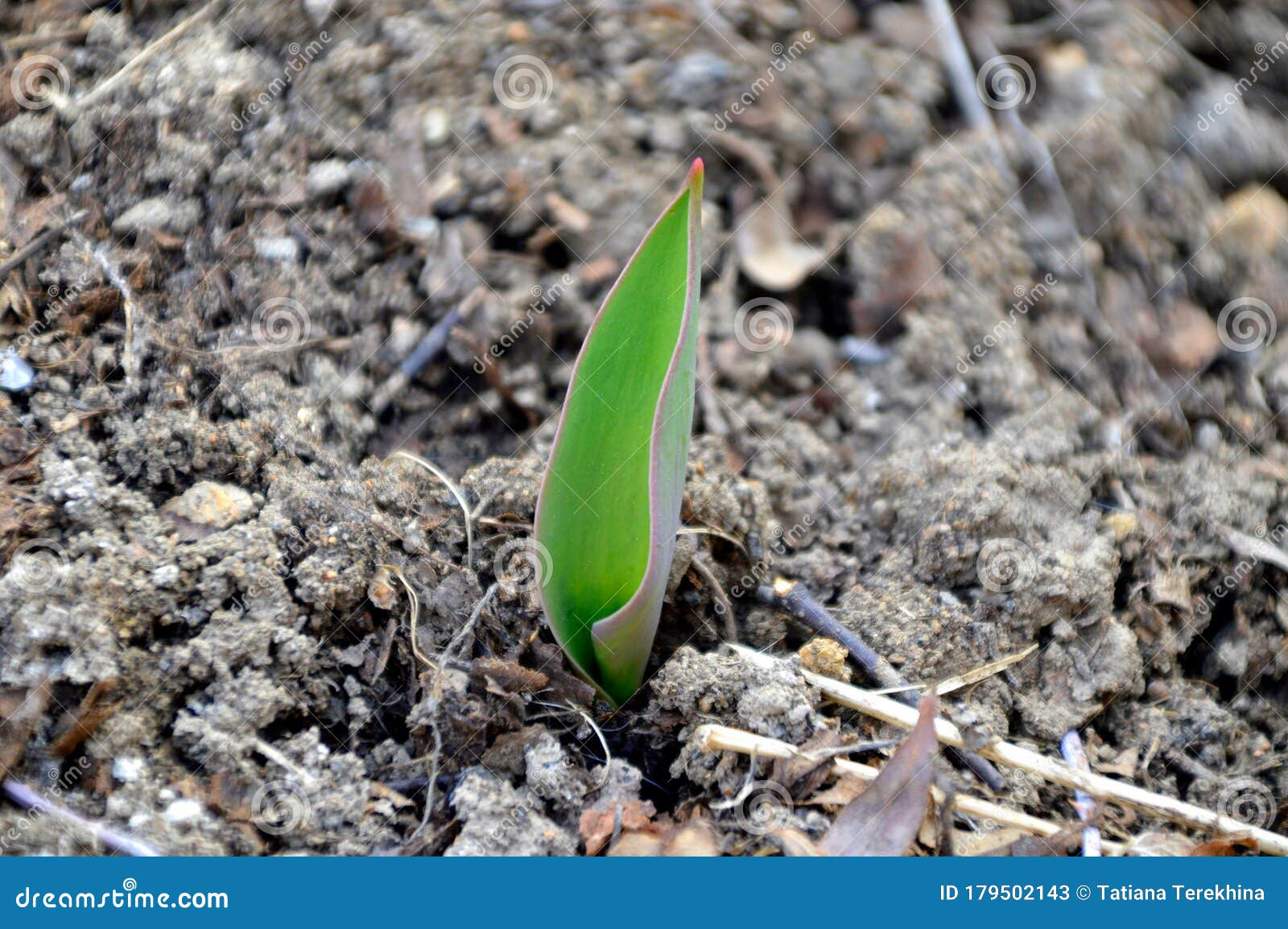 First Fresh Tulip Sprout Spring Time Stock Image - Image of foliage ...