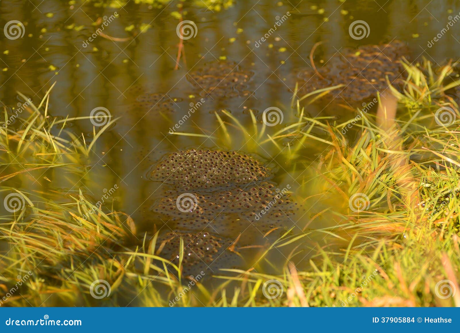 First frogspawn stock photo. Image of spring, eggs, springtime - 37905884